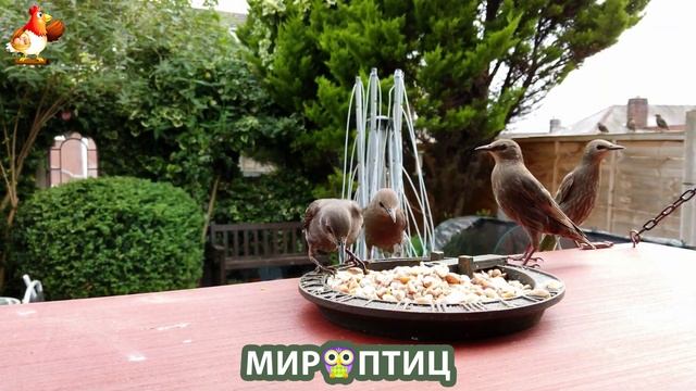 Мир птиц – красота и грация пернатых созданий Природы 🦩🦚🦜 Выпуск (107) 🦉🐦🐤