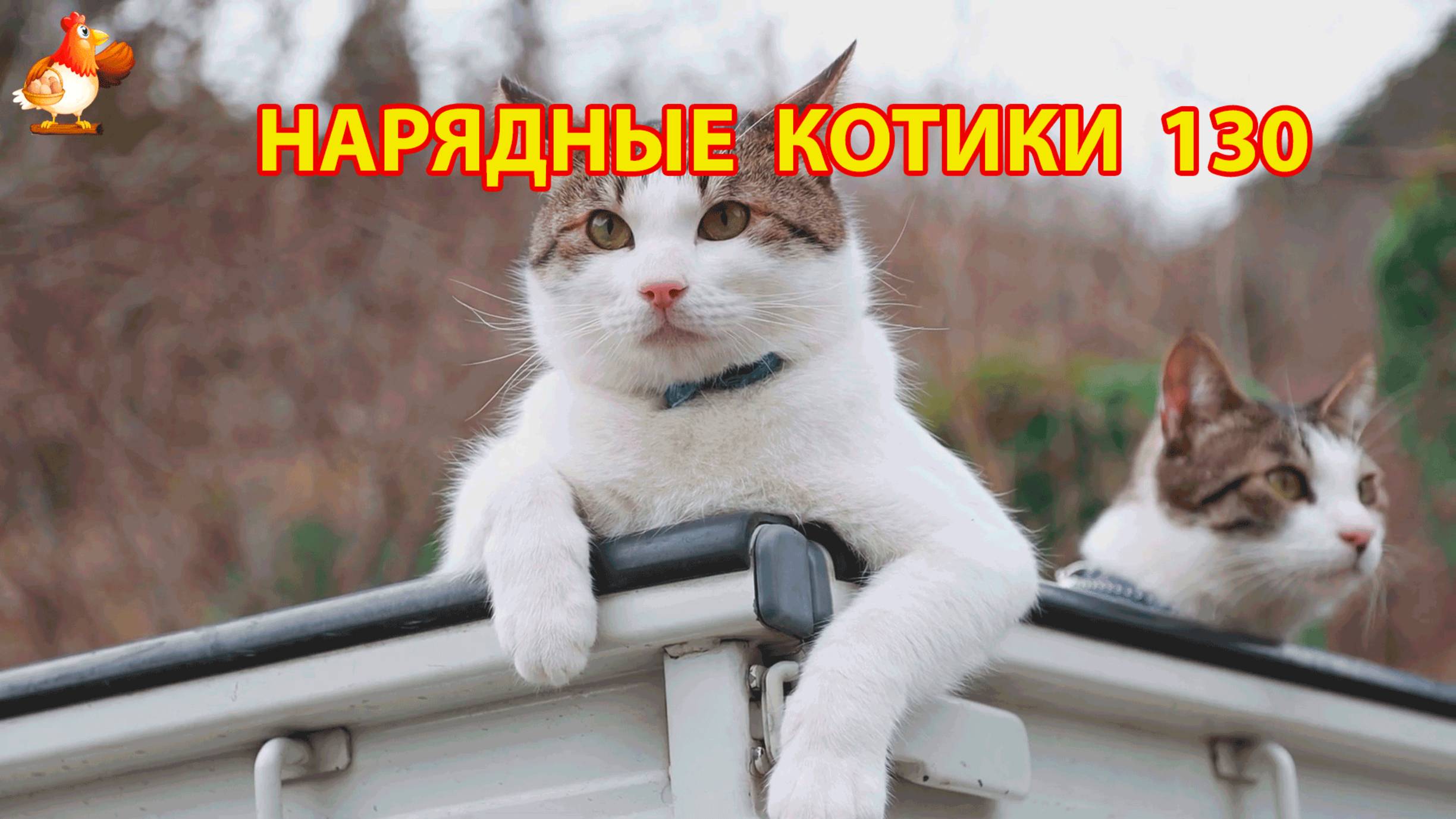 Нарядные Котики расслабляются на солнышке 🌞 🐈🐈🐈 (130)