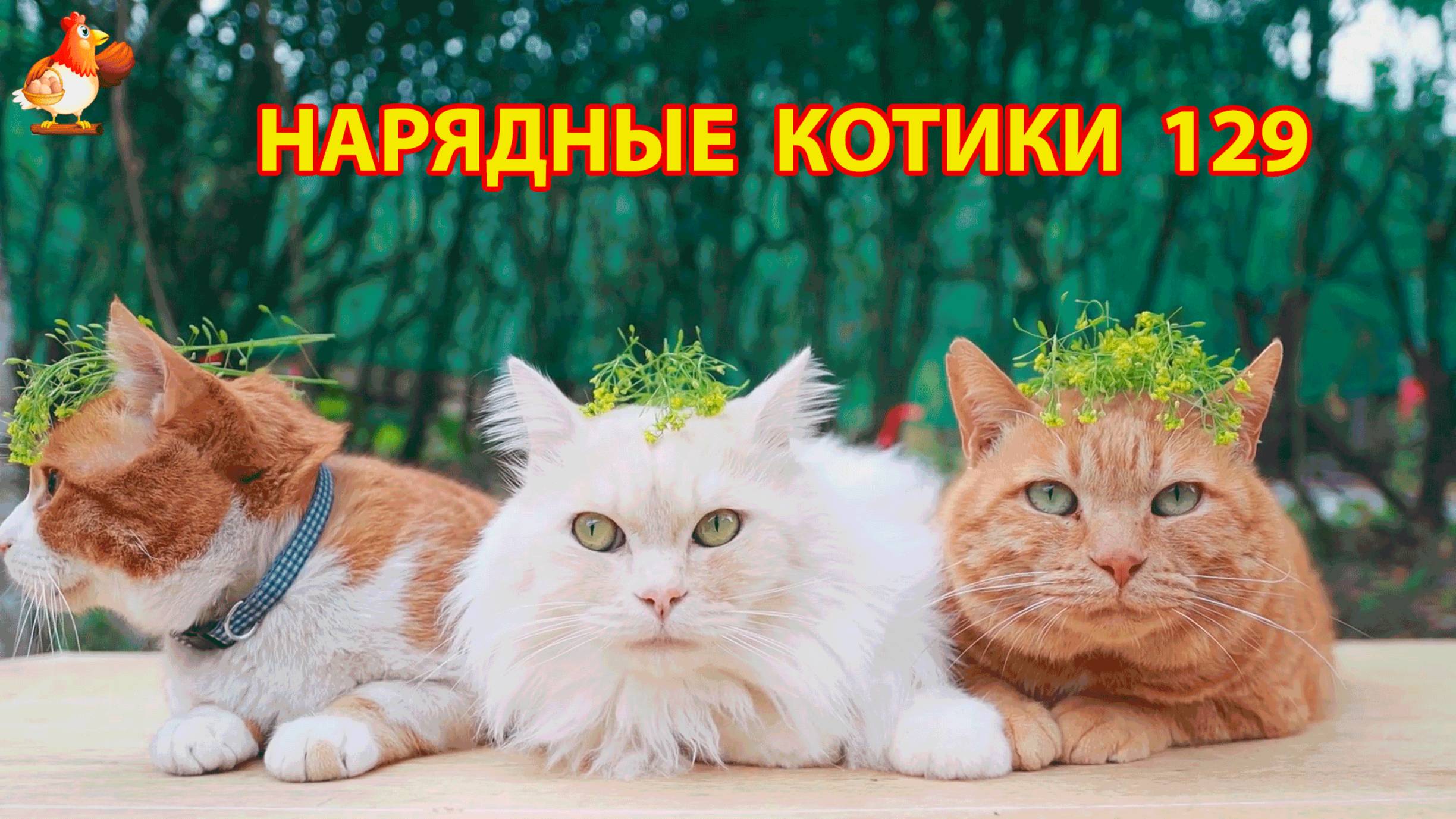 Нарядные Котики расслабляются на солнышке 🌞 🐈🐈🐈 (129)