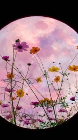 ✨ПОЛНОЛУНИЕ В СКОРПИОНЕ. ЧТО ОЖИДАЕТ ЗНАКИ ЗОДИАКА? ✨ Контакты floransia@yandex.ru