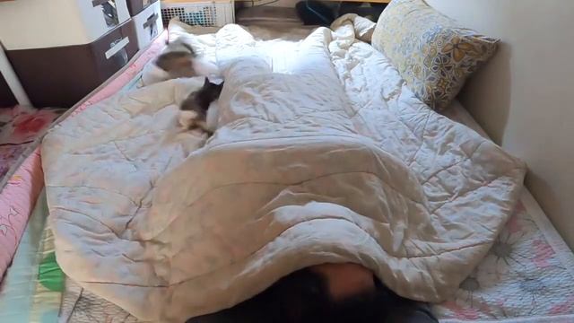 Хочешь крепко спать - заведи котиков.