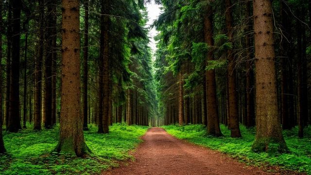 Звуки природы, лесной ручей, пение птиц в лесу, музыка для релаксации, медитации и сна