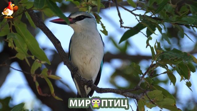 Мир птиц – красота и грация пернатых созданий Природы 🦩🦚🦜 Выпуск (108) 🦉🐦🐤
