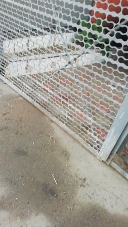 Погоня с ваняй