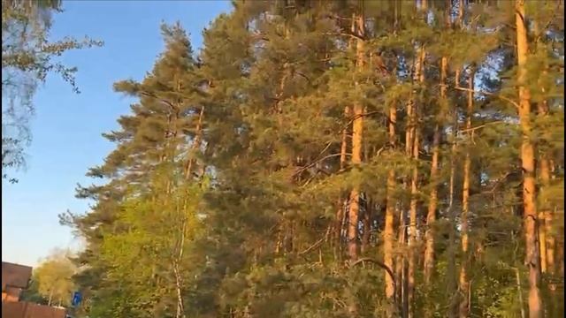 НАШ ЛЕС... ((ВЕДЬМИНА ИЗБА ▶️ ИНГИ ХОСРОЕВОЙ)) (2025)