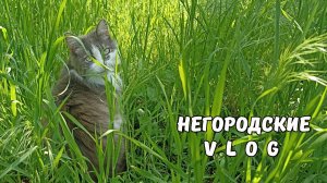 Трава для НУТРИЙ с огорода. Триммер. Переселение малышей. 07.05.25