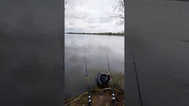 Лещ. Язь. удочка червь