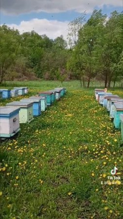 🐝🐝🐝Обълётка🐝🐝🐝