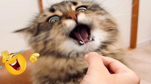 ПРИКОЛЫ С ЖИВОТНЫМИ ДО СЛЕЗ #37 Смешные КОТЫ И СОБАКИ  Приколы