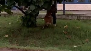 Козел хулиган атакует! Goat superhero. Приколы!!