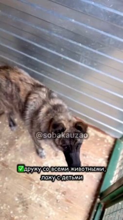 Ася из приюта Щербинка ищет хозяев.