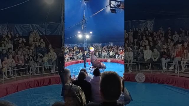 Цирк БЕЛИССИМО. Морской котик. Вишенка на торте.