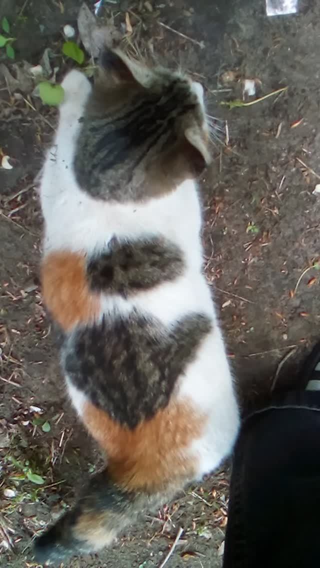 Коты, их кошко-май и процессы _20250512_112534