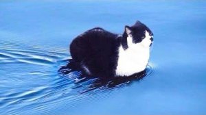 ПРИКОЛЫ С ЖИВОТНЫМИ ДО СЛЕЗ #35 Смешные КОТЫ И СОБАКИ  Приколы
