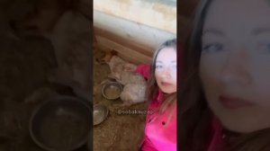 Социализация собаки Веснушки