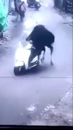 Бык угнал скутер 2