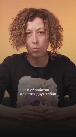 Клещи — угроза для собак и кошек в любое время года