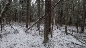ЧУДЕСНАЯ ПОГОДА ДЛЯ ОХОТЫ НА ЗАЙЦА С ГОНЧИМИ!