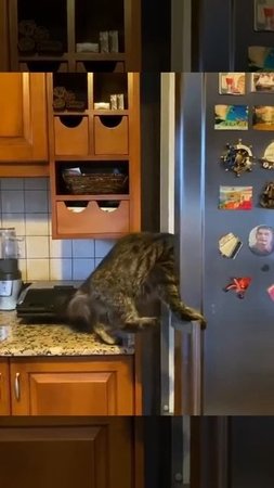 кот самостоятельно открывает холодильник