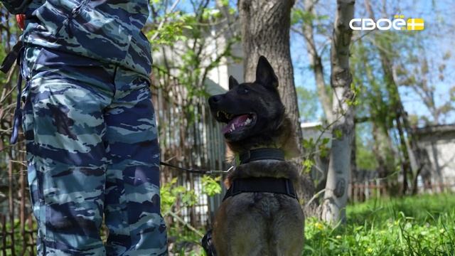 Дзержинского 102. Как кинологические собаки помогают раскрывать преступления?