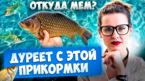 Откуда мем: карась дуреет с этой прикормки