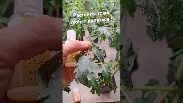 Чем опрыскивать растения ? Это очень частый вопрос.  Те