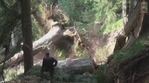 Борьба с незаконной вырубкой является приоритетной задачей