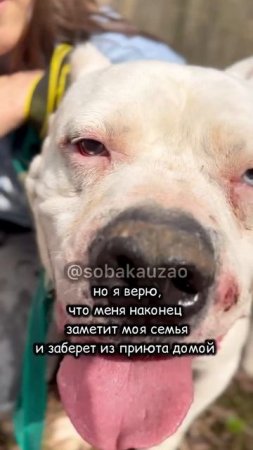 Шанс из приюта ищет семью
