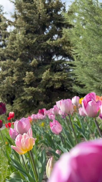 Просто красиво. #саров #май #тюльпаны