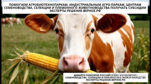 Какие семена импортозамещать_ кукуруза картофель для чипсов и фритюра