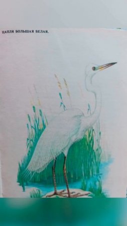 Животные Красной Книги