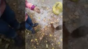 Прикольная белка в Томске.