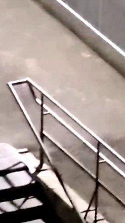 Заяц у комплекса Орбита во Владимире