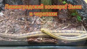 Ленинградский зоопарк. Змеи и черепашки