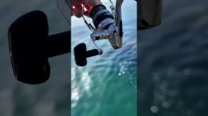 Мазут в Сочи! Рыбалка весной #sochi #fishing #рыбалка #сочи #reel