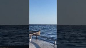 ПРОМЫСЕЛ В ЛАДОГЕ. Люди воды 06.04.2025! Улов в конце видео.