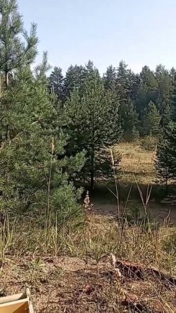 Миномёт стрельба поражение цели, научились. Страйкбол