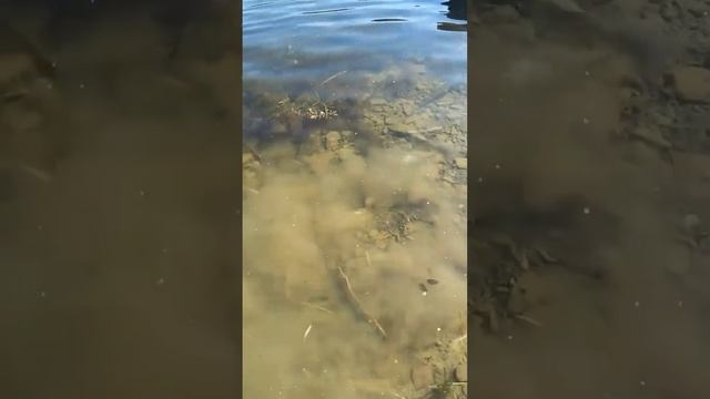 Спасённые жизни!!!Новый дом для щуки.👍