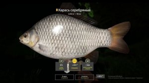 трофейный карась на медном