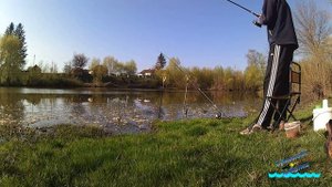 Таких клювань я давно не бачив.  Весняний карась на фід