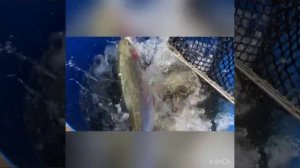 Форель. Савельево-2. Рыбалка.