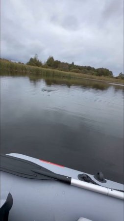 Часть 3. В поисках за крупной щукой #врек #fishing #spining #spin #?