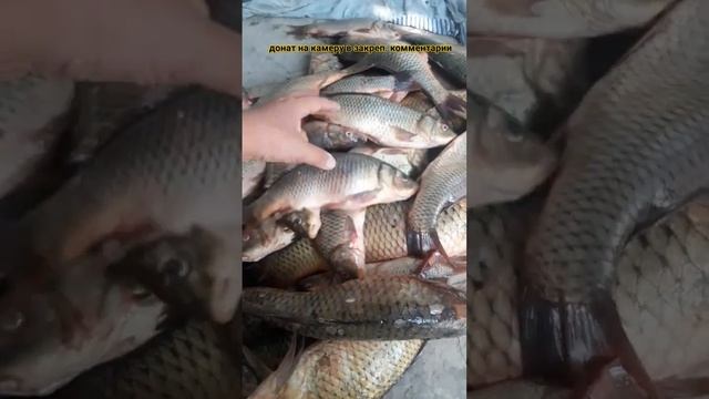 Папа приехал с трёх дневным уловом с рыбалки. Рыбалка ?