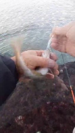 #морскаярыбалка #shorts#fishing #peche#рыбалка #море #скумбрия #Е