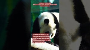 Никакой экзотики! Каких животных теперь запрещено держать дома