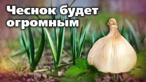 Весенние работы с озимым чесноком. Пошаговый план