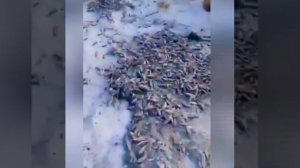 Замор рыбы в Красноярском крае