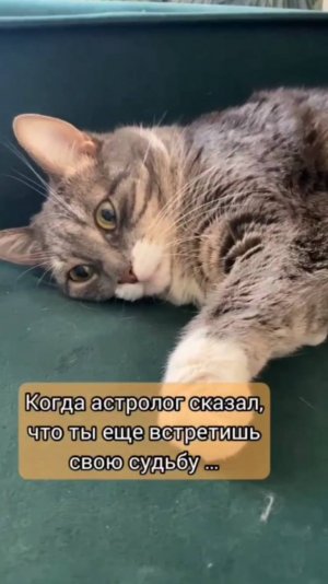 ТОП кошачьих ситуаций