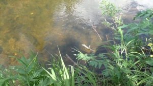114 Серия Клюнул и Наблюдаем за Огромной Рыбой Хариус в