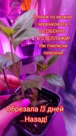 Черенкования метельчатой гортензии сезон 2024🌱🤏🏼